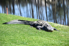 5 Common Animals You’ll See on a Myrtle Beach Golf Course